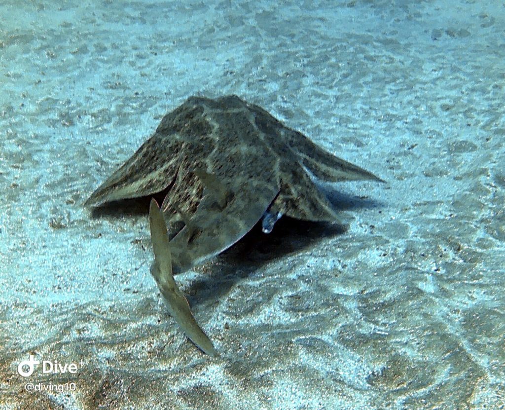 Angel Shark - Fish Species of Gran Canaria - Leagues Ahead Diving